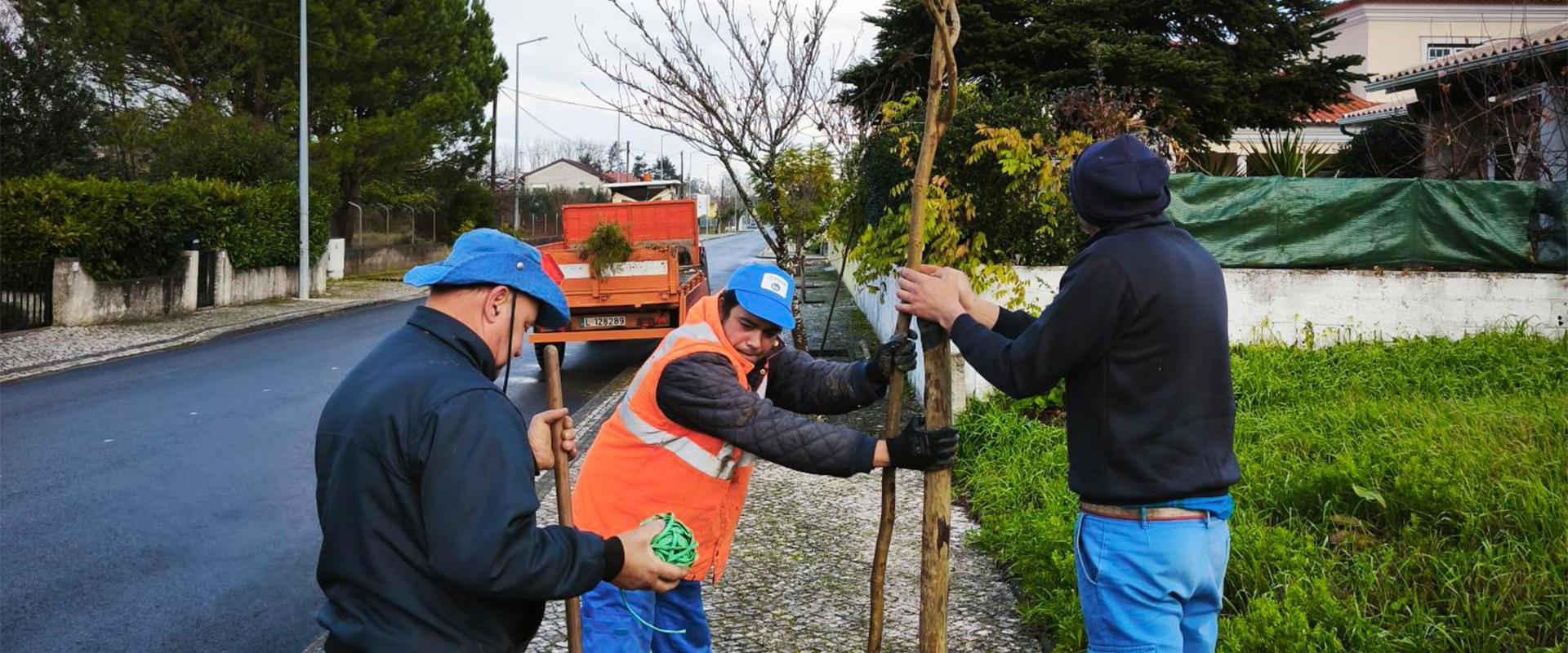 INOVA-EM planta 60 jacarandás em rua de Cantanhede